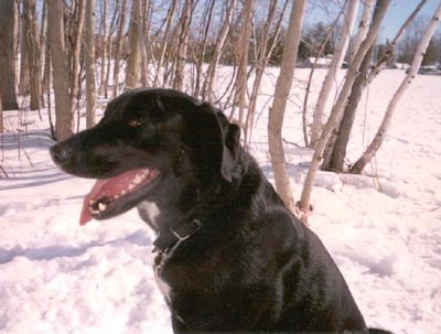 Rover Henry Burden | MY HERO