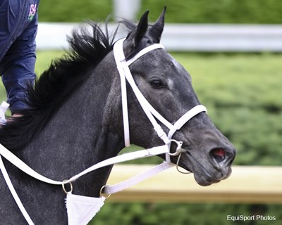 Eight Belles | MY HERO