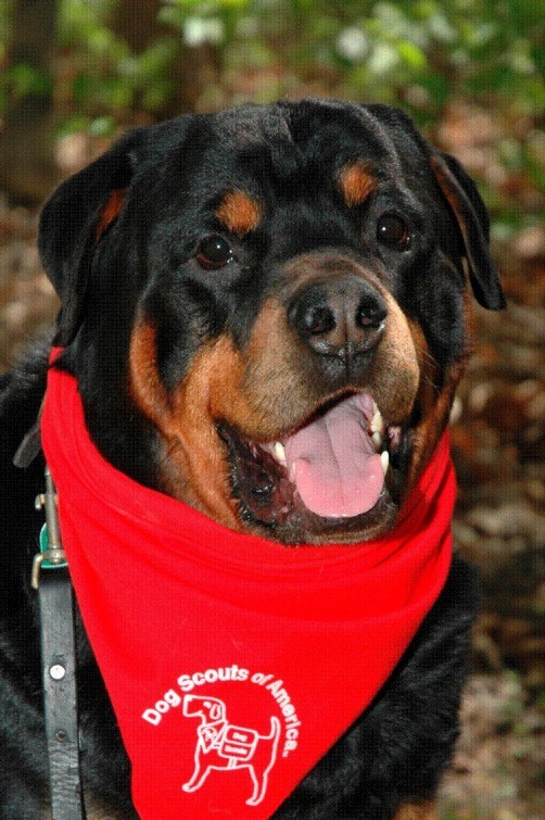 Celebrating Service Animals | MY HERO