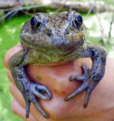 RARE FROG DISCOVERY HAS RESEARCHERS HOPPING FOR JOY | MY HERO