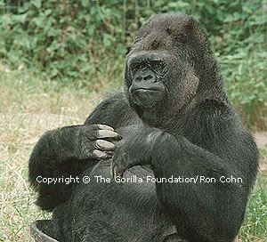 Koko | MY HERO