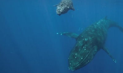 Ocean Guardians | MY HERO