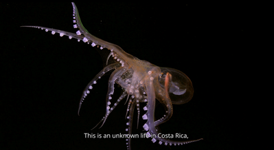 Octopus Odyssey | MY HERO