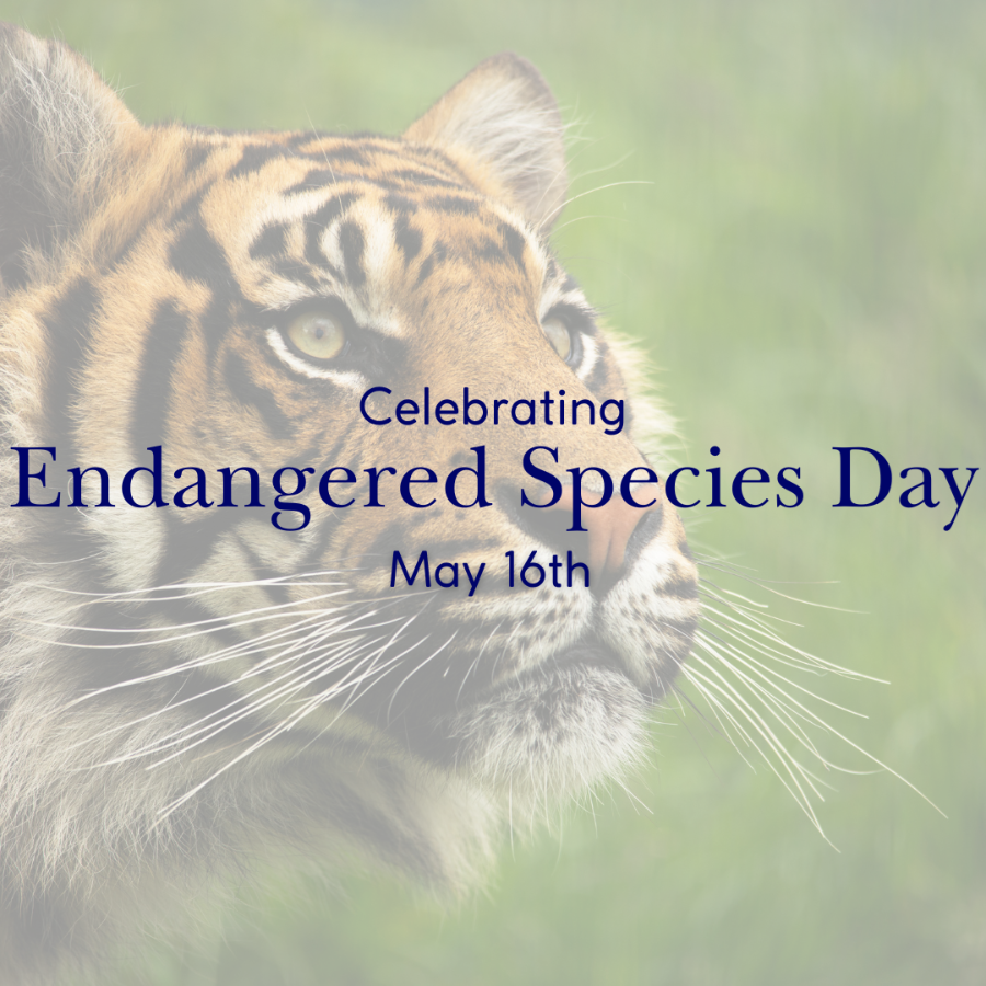 Endangered Species Day | 16th May | MY HERO