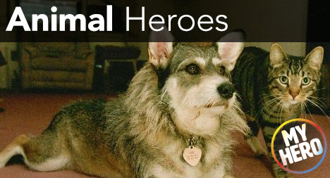 Stories of Heroic Animals | MY HERO